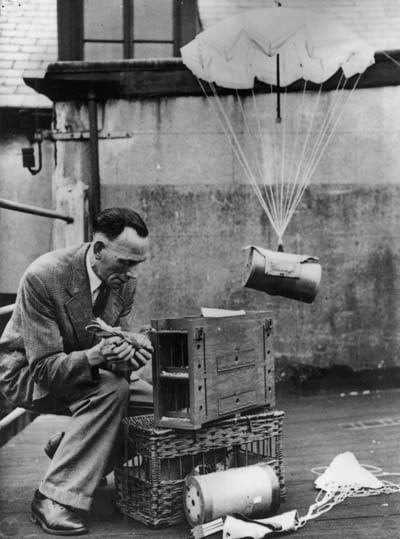 The Royal Pigeon Racing Association | Pigeons in War