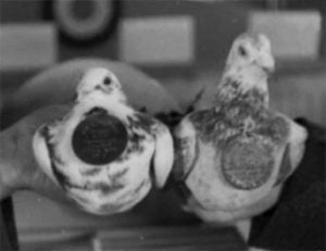 The Royal Pigeon Racing Association | Pigeons in War