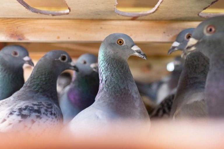 | Registration of NWHU RingsThe Royal Pigeon Racing Association