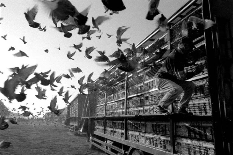 The Royal Pigeon Racing Association | About RPRA